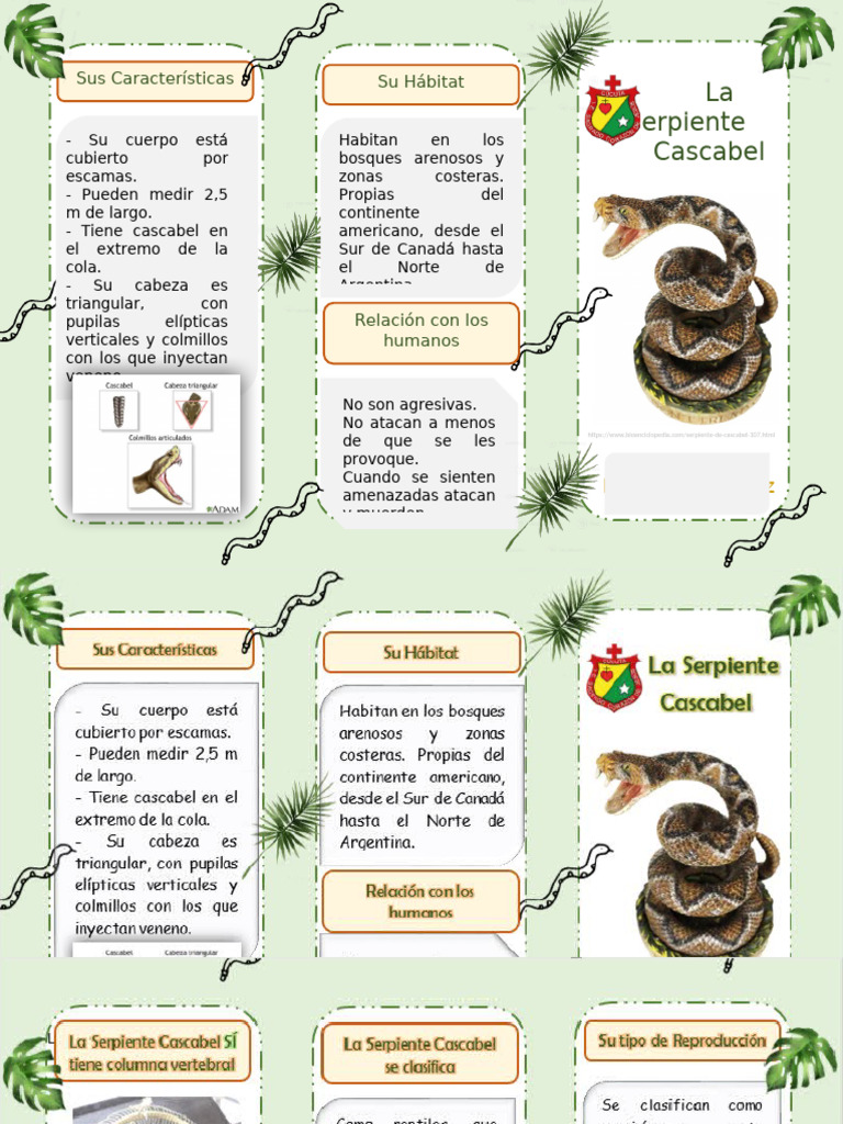 Serpiente Cascabel | PDF | Serpiente | Zoología