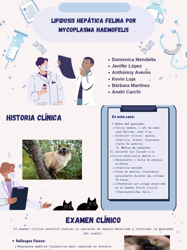 LIPIDOSIS HEPÁTICA FELINA POR Mycoplasma haemofelis | PDF | Sangre ...