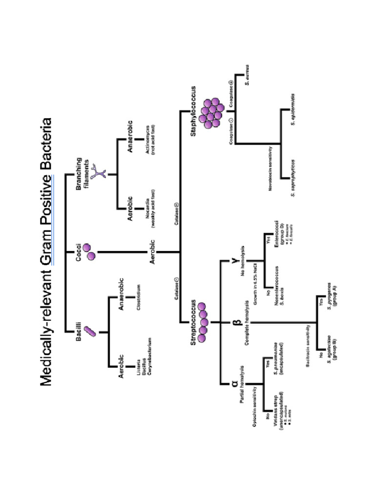 Gram Positives Flow Chart | PDF