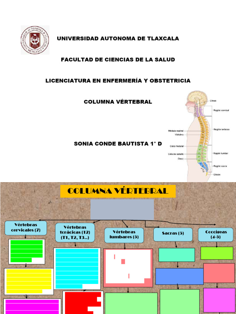 Columna vértebral. Mapa | PDF | Vértebra | La columna vertebral