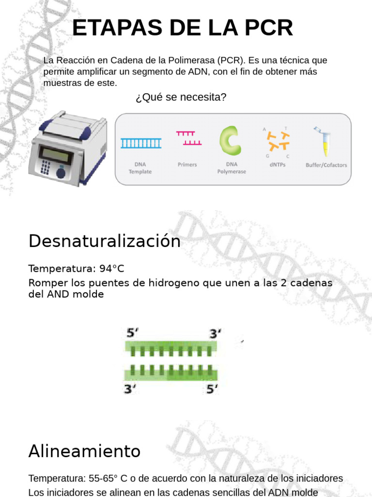 Etapas Basicas de La PCR | PDF