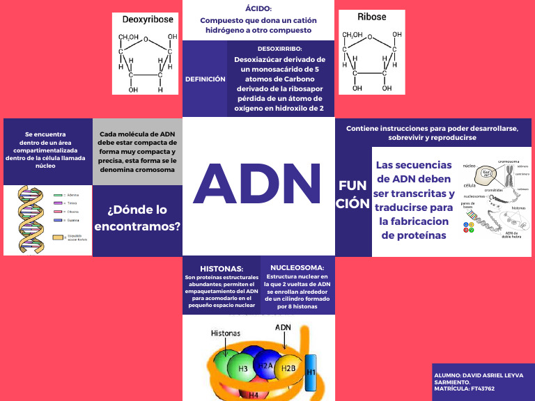 Mapa Mental s3 | PDF | Adn | Histona