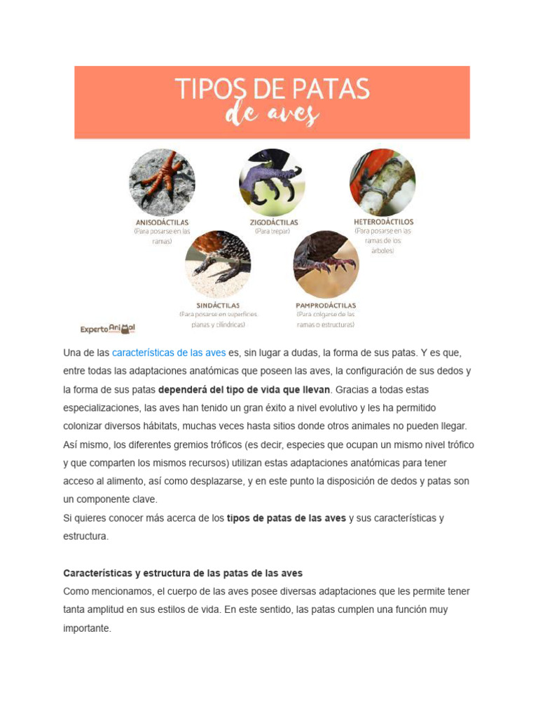 Patas Pajaros | PDF | Zoología | Ornitología