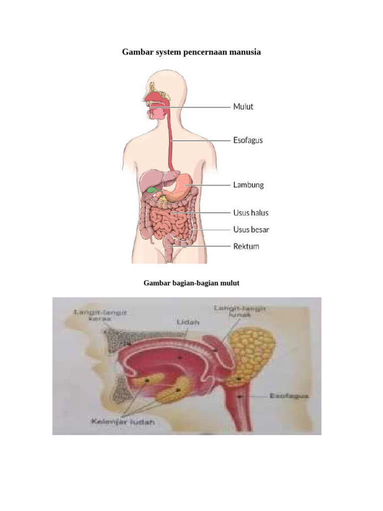 Gambar System Pencernaan Manusia | PDF
