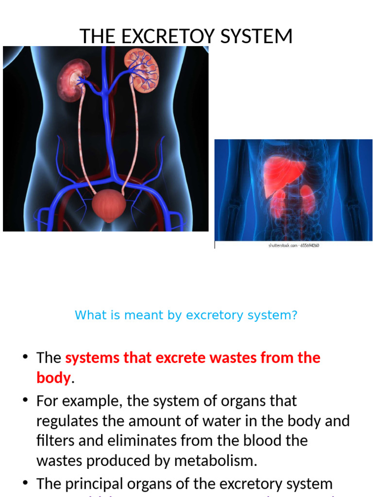 Human Excretory System | PDF | Kidney | Urinary System