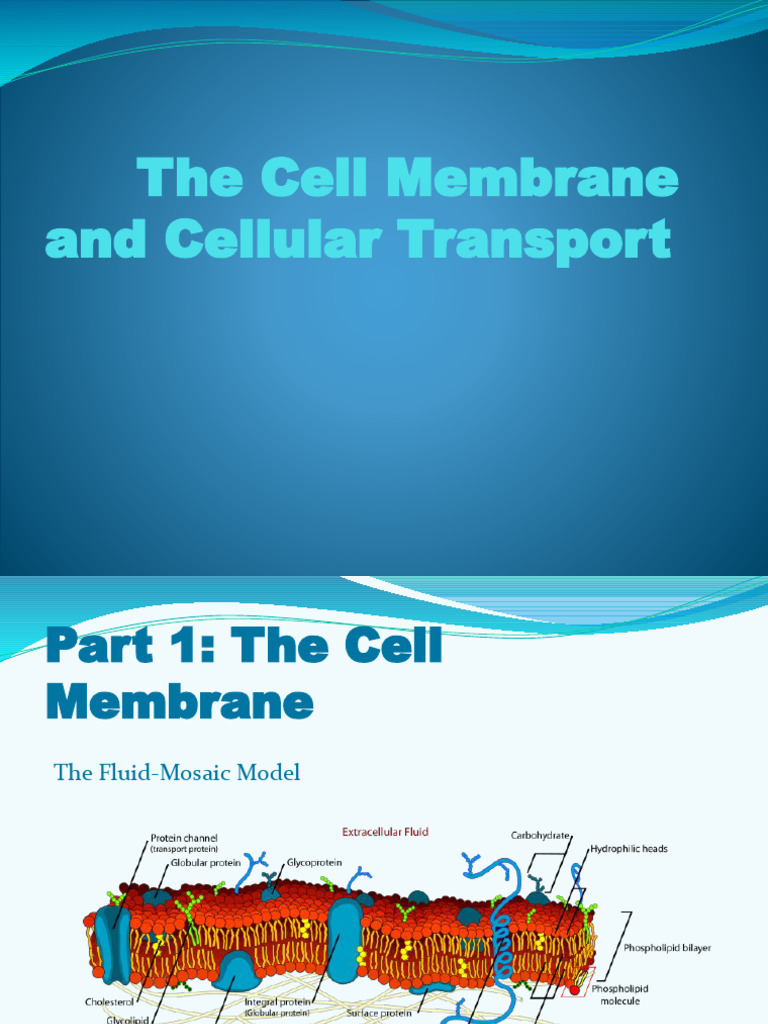 The Cell Membrane and Cellular Transport PowerPoint | PDF | Cell ...