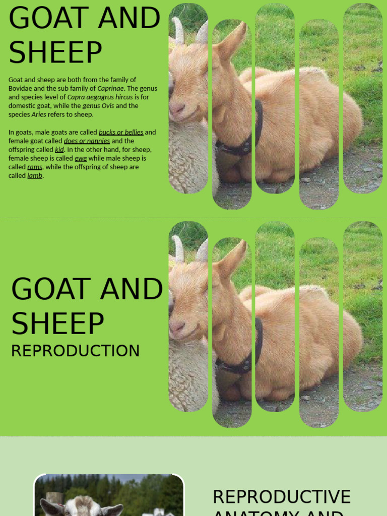 Goat and Sheep Reproductive System | PDF | Reproductive System ...