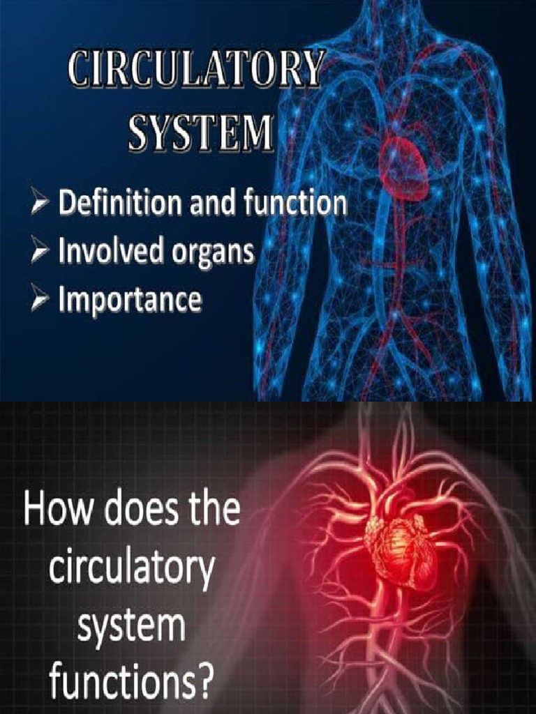 Circulatory System | PDF