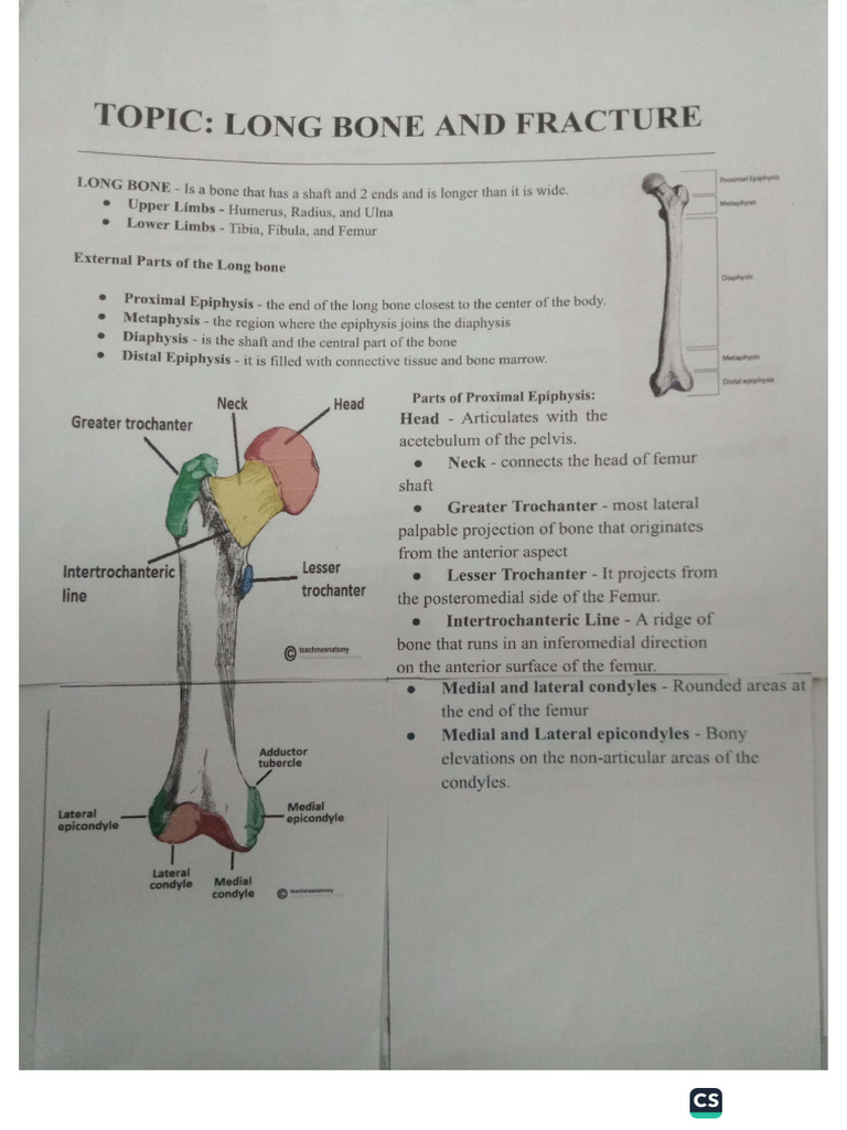 Long Bone and Fracture | PDF