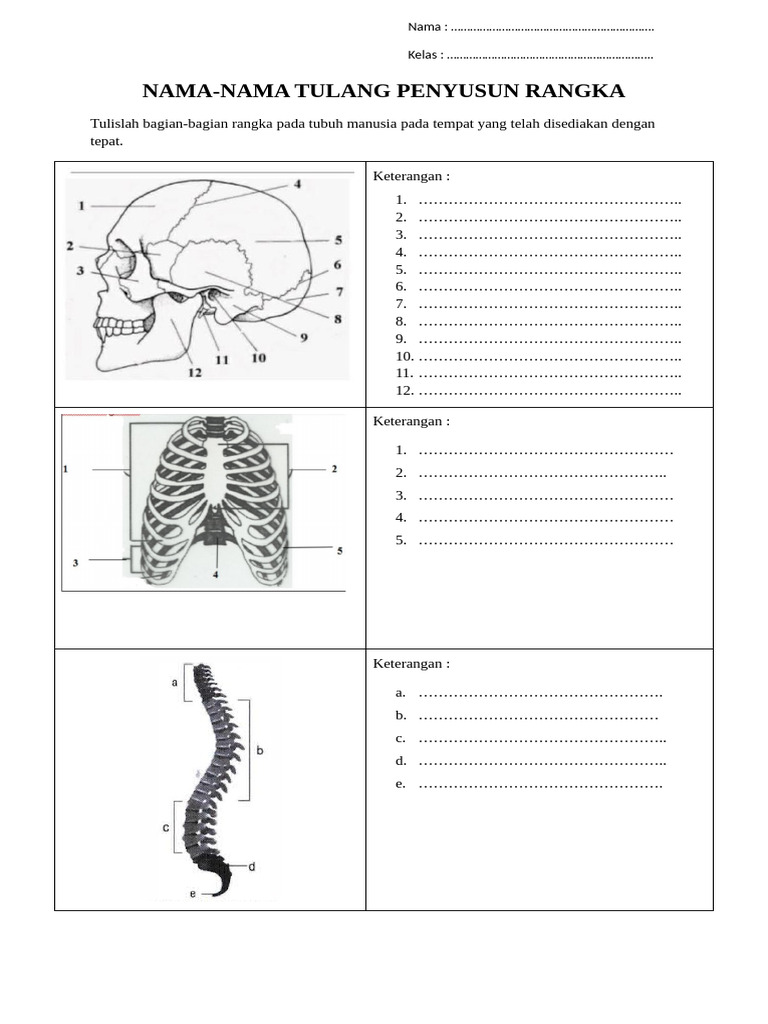 LKPD Tulang Penyusun Rangka | PDF