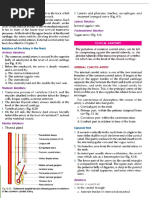External Vs Internal Jugular Vein | PDF | Vein | Human Anatomy