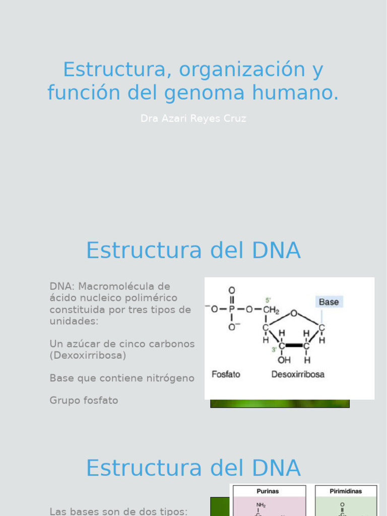 Estructura y Organizacion Del DNA. Clase II | PDF | Adn | Cromatina