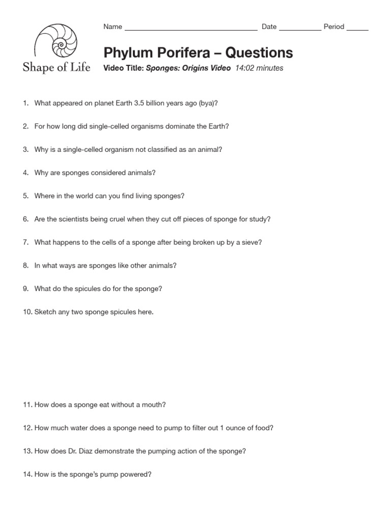 Phylum Porifera: Sponge Study Guide | PDF