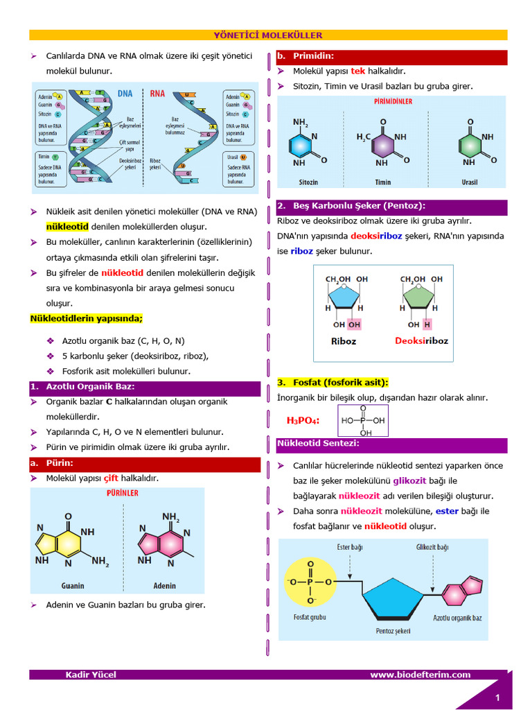 Genden Proteine | PDF