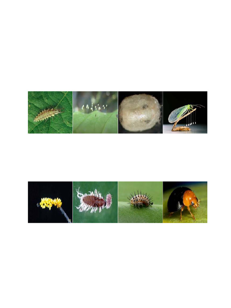 Ex No 5 Identification of Bio Control Agents | PDF | Biological Pest ...