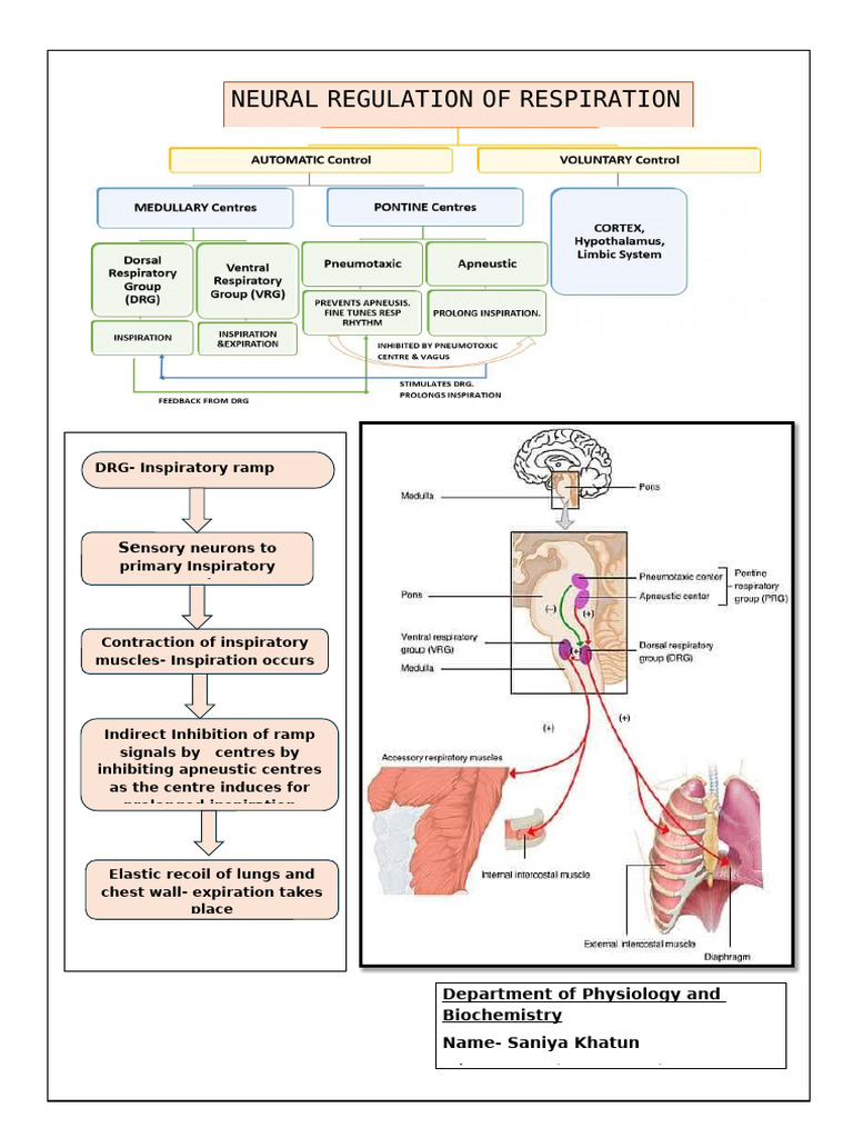 Neural Regulation of Respiration | PDF
