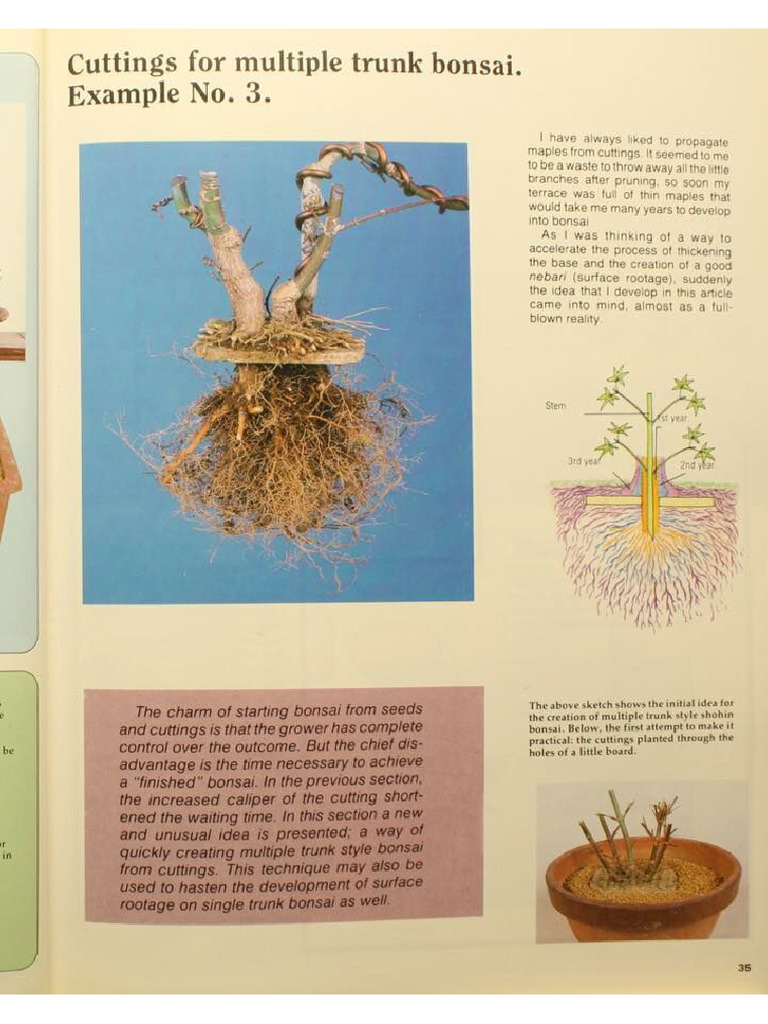 Cuttings for multiple trunk bonsai | PDF