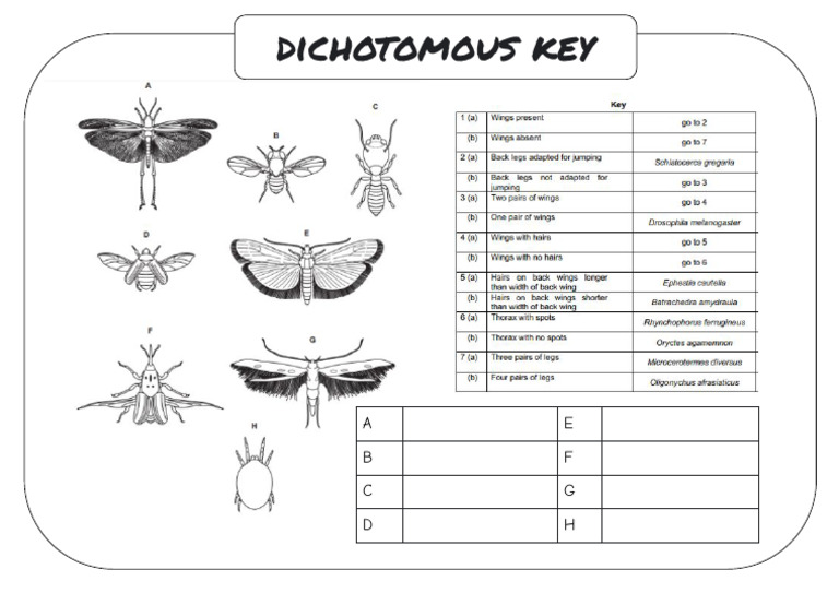 Dichotomous key (1) | PDF