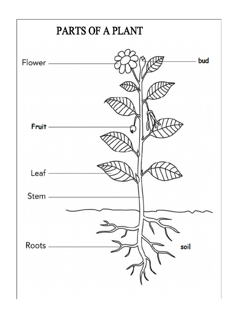 Parts of A Plant | PDF