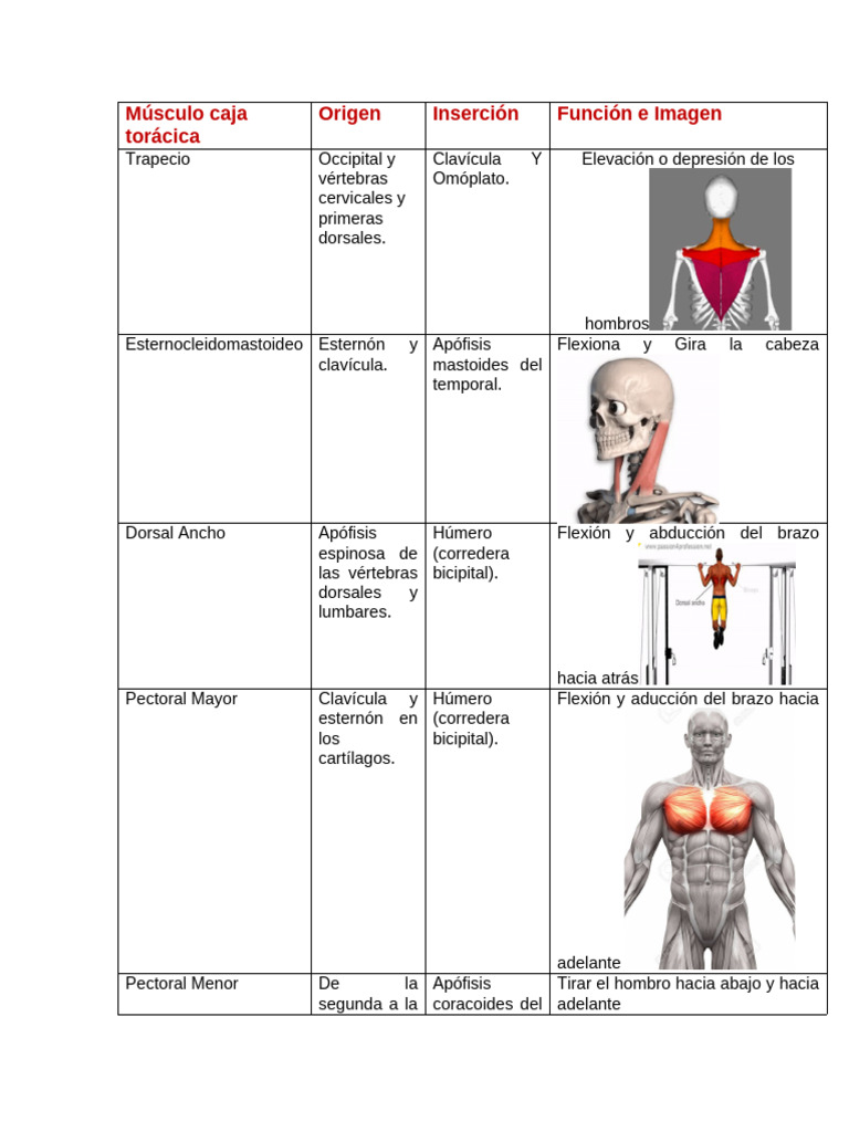 Anatomía y Función de los Músculos Humanos | PDF | Hombro | Anatomía humana