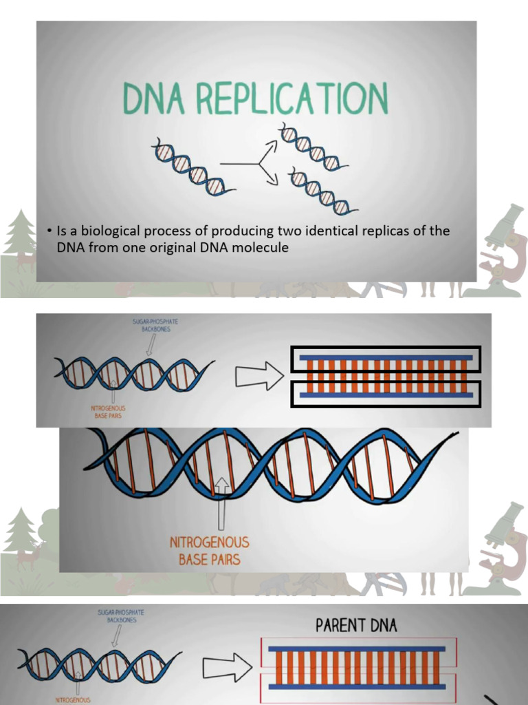 Dna Replication | PDF | Dna Replication | Dna