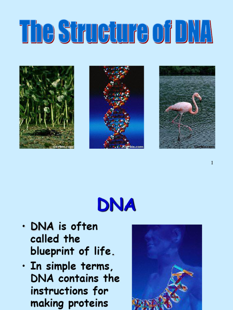 Dna Structure | PDF | Dna | Nucleotides