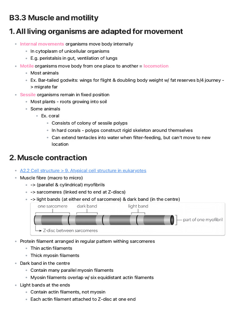 Muscle Movement & Adaptations | PDF | Muscle Contraction | Skeletal Muscle