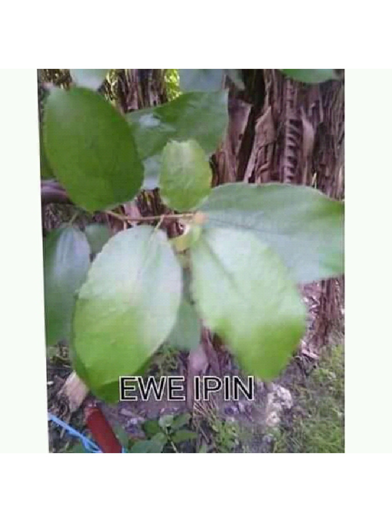 Aworan Ati Oruko Awon Ewe From AL-AJIBNA | PDF