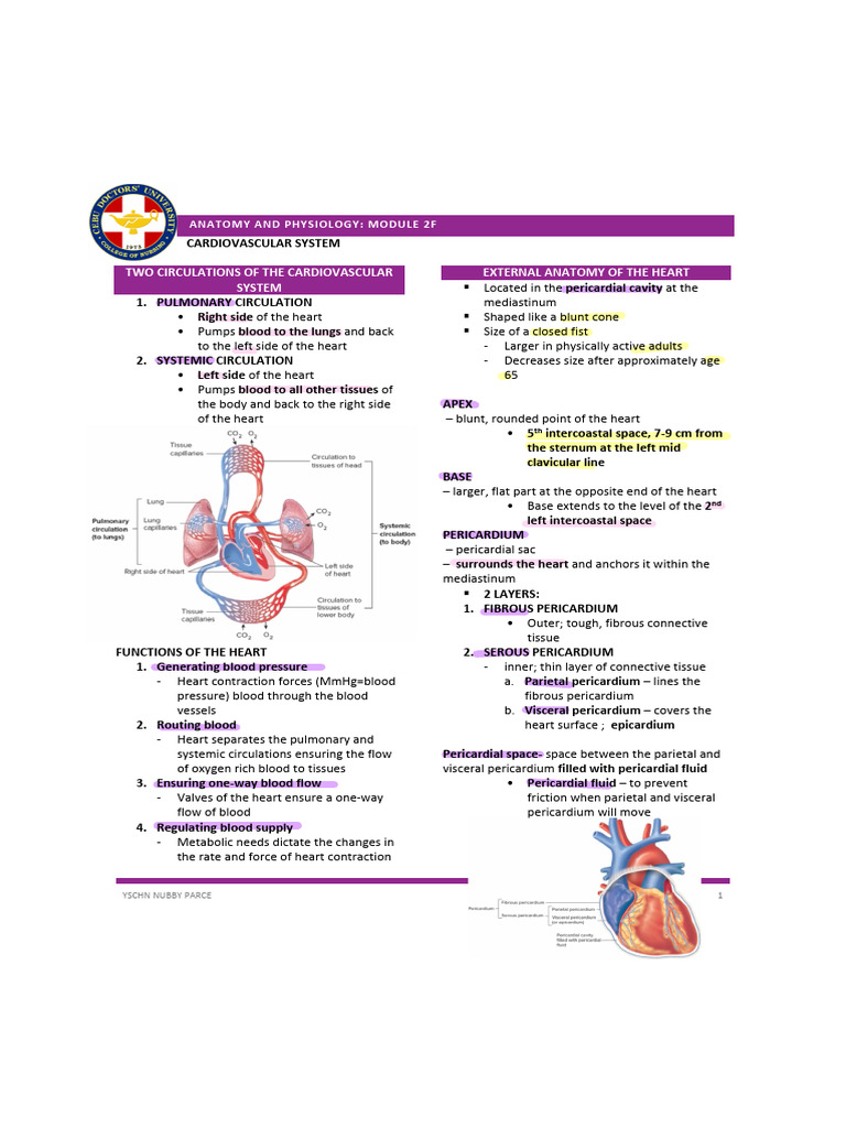2F - Cardiovascular System | PDF | Heart Valve | Heart