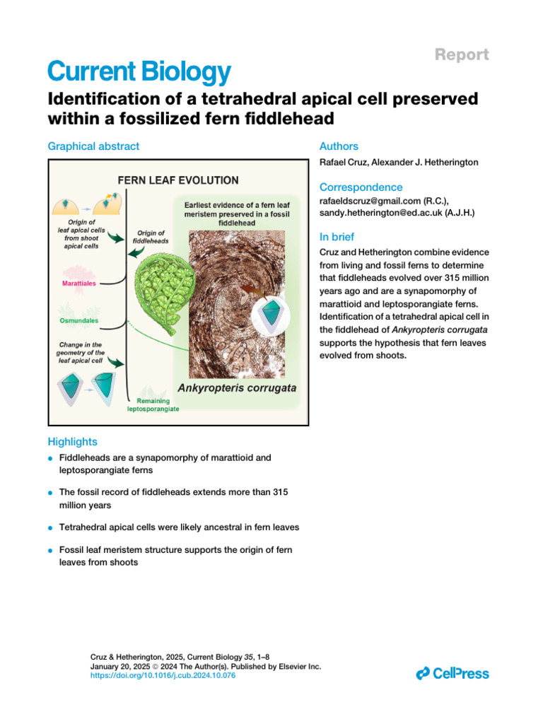 Cruz and Hetherington-2024-Identification of A Tetrahedral Apical Cell ...