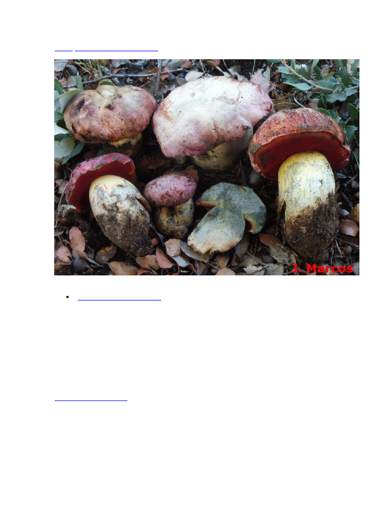 Setas-Toxicas-y-Venenosas-El-boleto-de-lobo | PDF