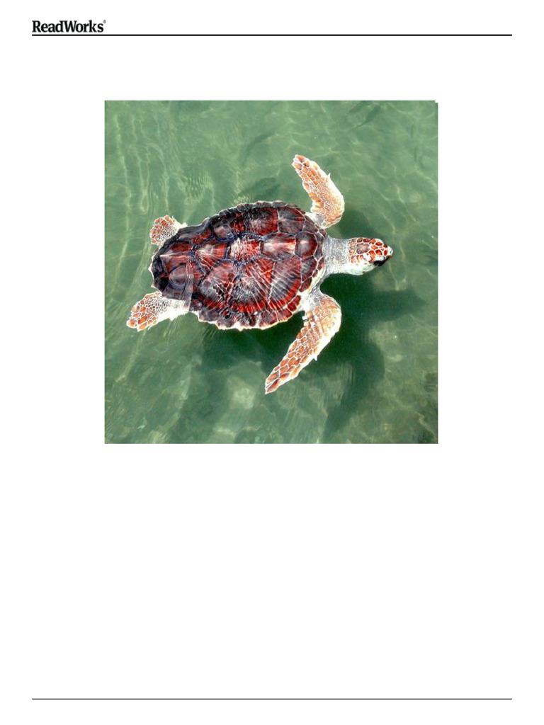 LI-UI Together To Save The Sea Turtles | PDF | Sea Turtle | Turtle