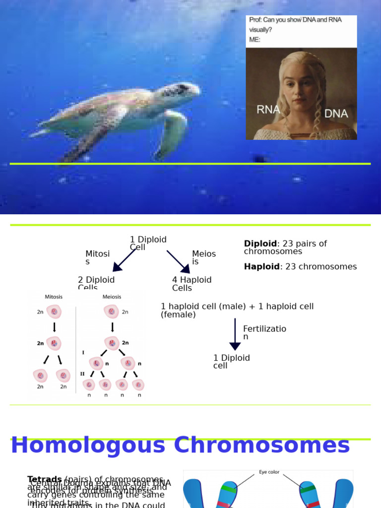 Genetics | PDF | Dominance (Genetics) | Genotype