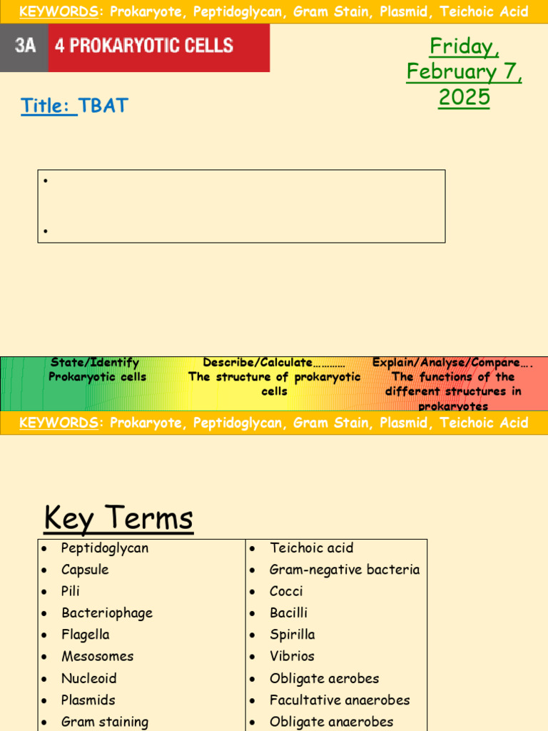 3a4 Prokaryotic Cells | PDF | Bacteria | Gram Positive Bacteria