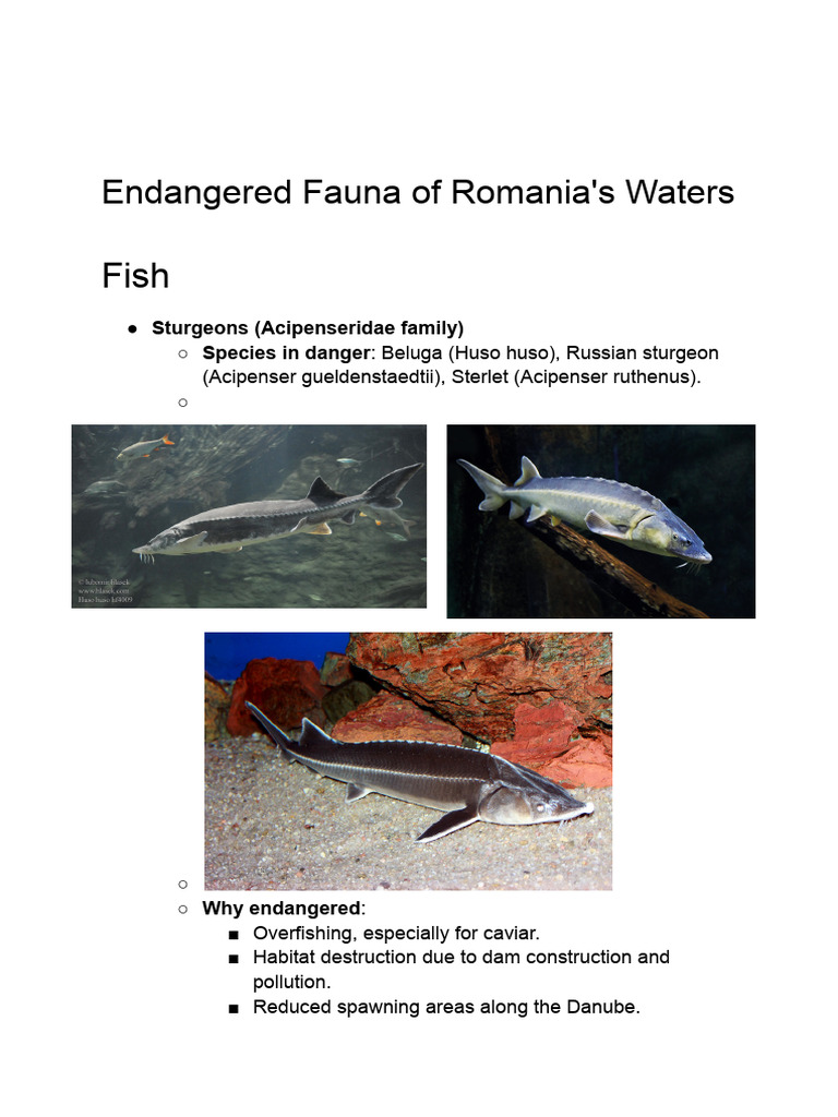 Endangered Marine Species | PDF | Natural Environment | Earth Sciences