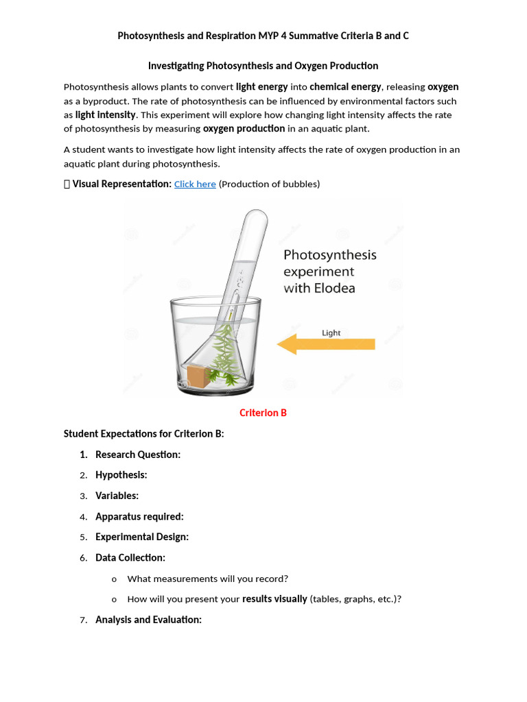 Investigating Photosynthesis and Oxygen Production | PDF ...