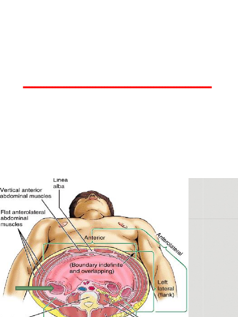Anterior Abdomen Wall 2 | PDF