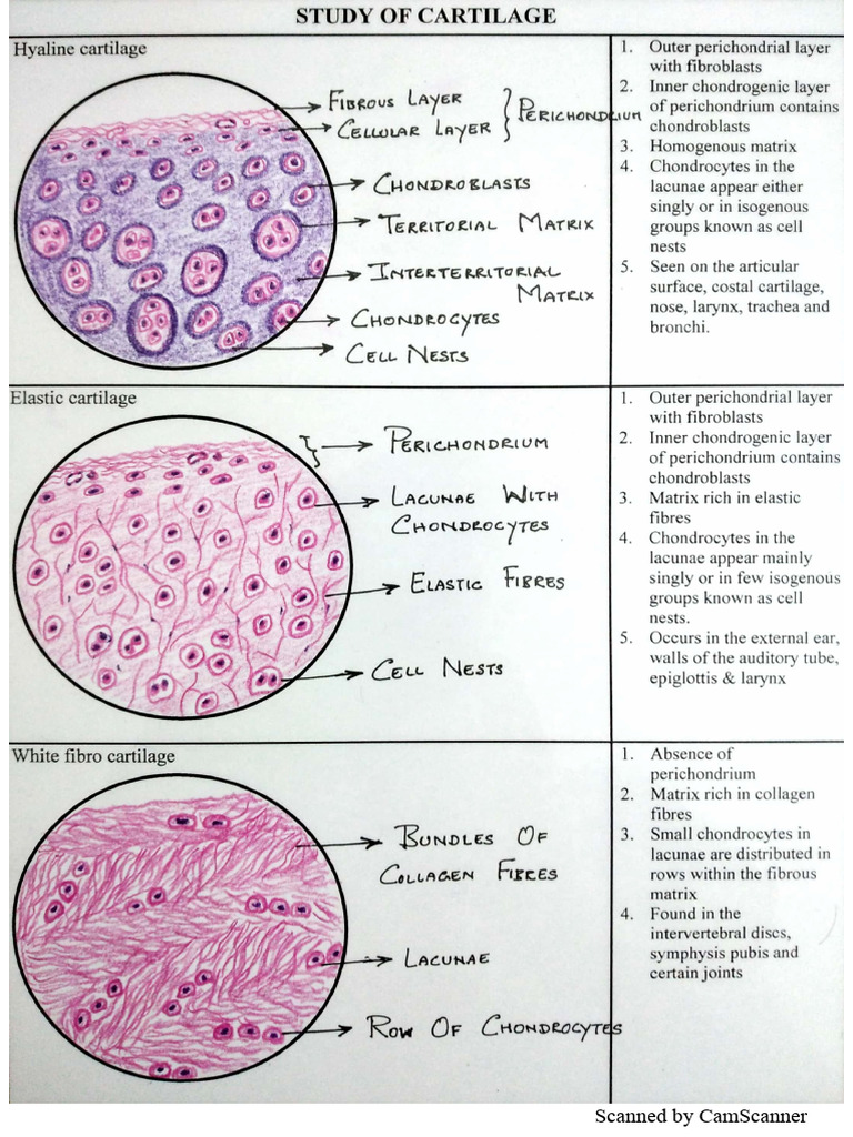 Histology Journal Diagrams With Key Identification Points 1 | PDF