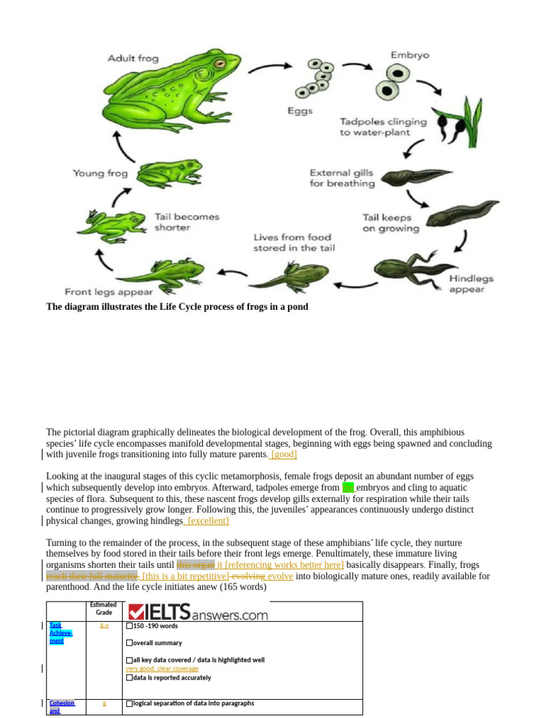 homework - bài mẫu - 2023 - frogs - 2 - mike wattie | PDF | Frog ...