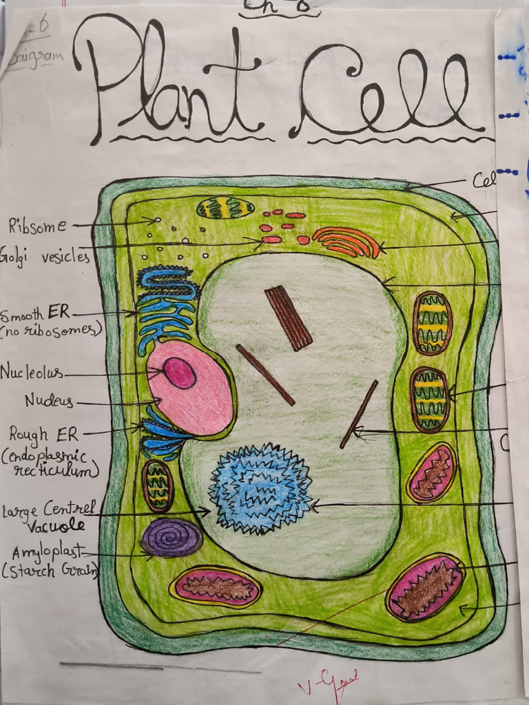 Ch-6 Cell Structure and Function | PDF