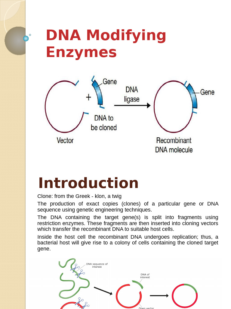Dna Modifying Enzymes | PDF | Dna | Restriction Enzyme