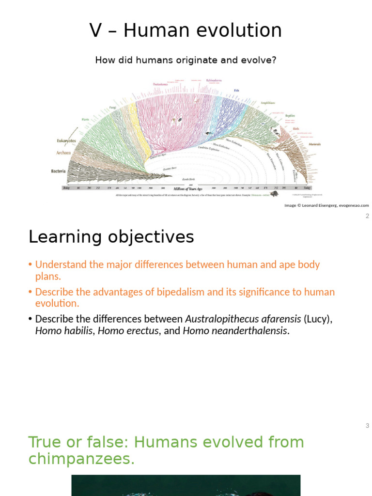 Human Evolution for Learners | PDF | Homo | Human Evolution