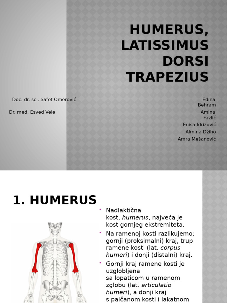 Anatomija Prezentacija | PDF