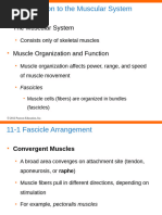 Human Muscles KS2 Labelling Activity | PDF | Philosophy | Wellness