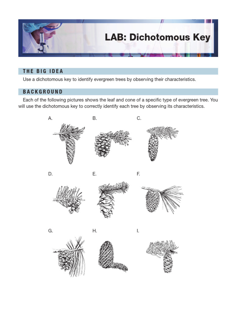 7SCI Lab Dichotomous Key | PDF | Pine | Douglas Fir