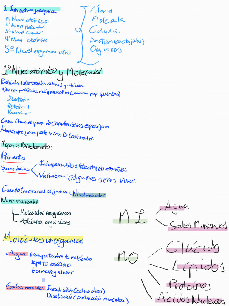 Apuntes Anatomia t1 - 241102 - 221215 | PDF