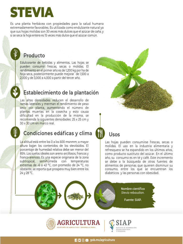 Stevia | PDF | Azúcar | Dieta y nutrición
