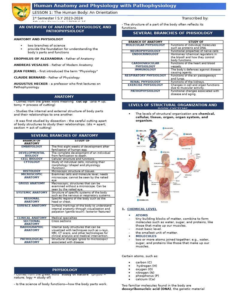Human Anatomy and Physiology Overview | PDF | Human Body | Vertebral Column