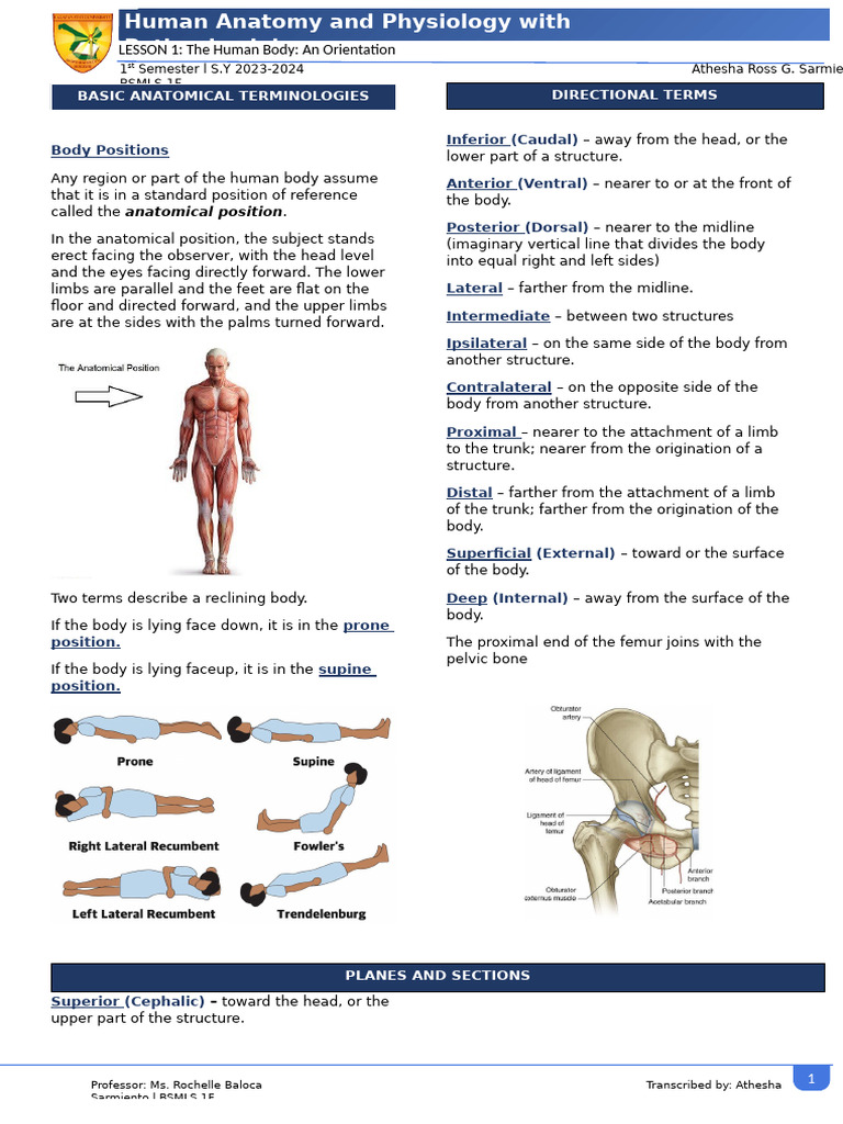 Human Body Anatomy Overview | PDF | Anatomical Terms Of Location ...
