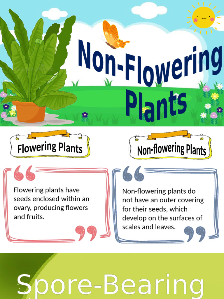 Non-Flowering Plants | PDF | Plants | Moss